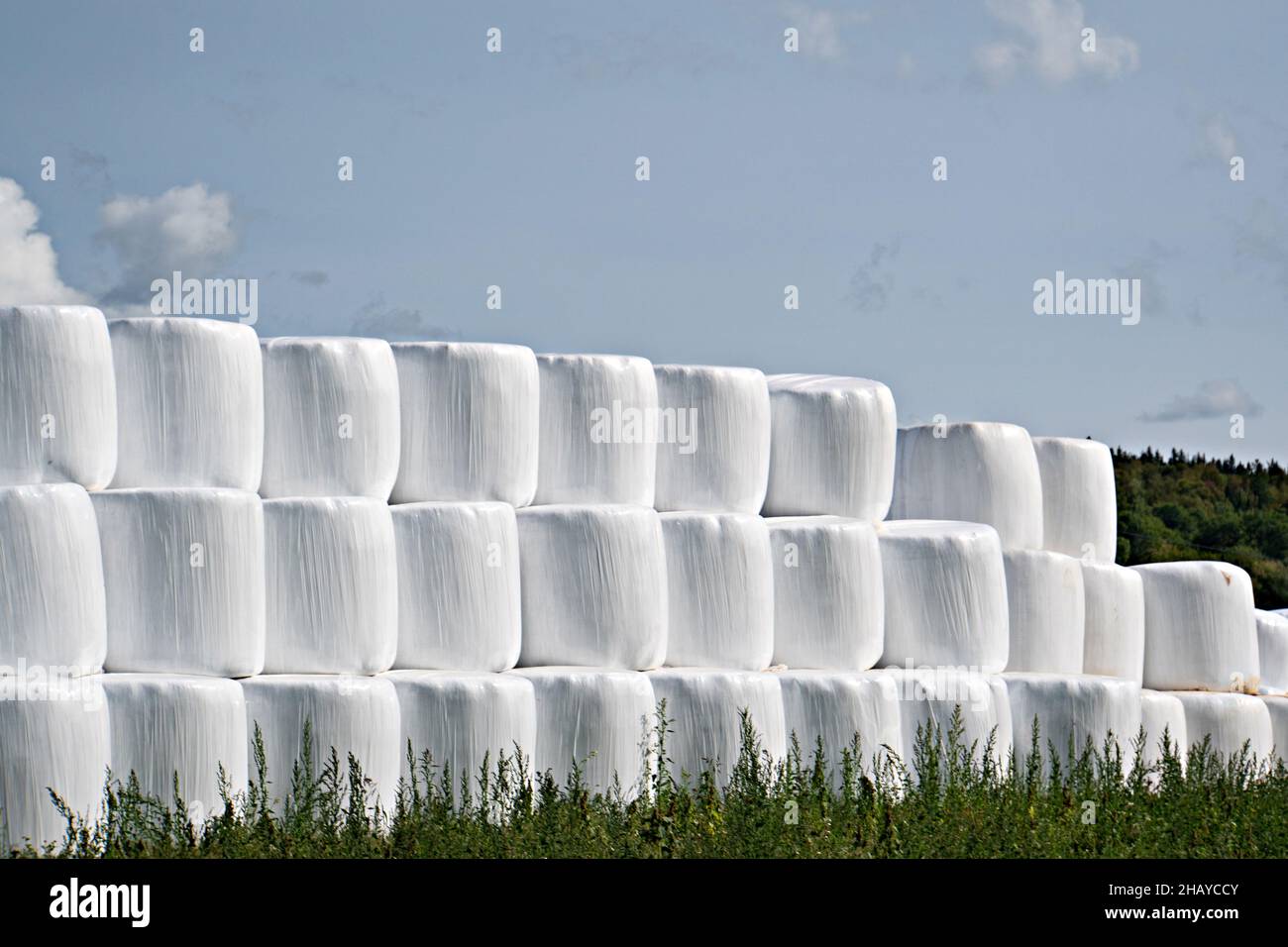 White bales stacked in a field Stock Photo - Alamy