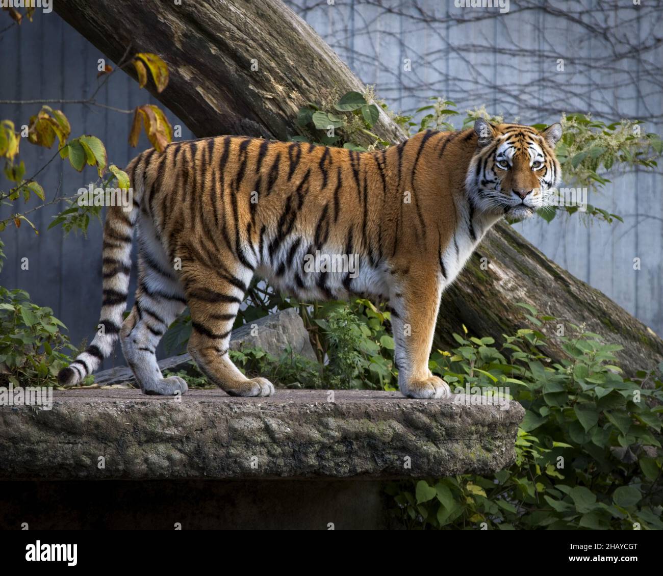Shot of a beautiful wild Amur tiger in Copenhagen Zoo Stock Photo - Alamy