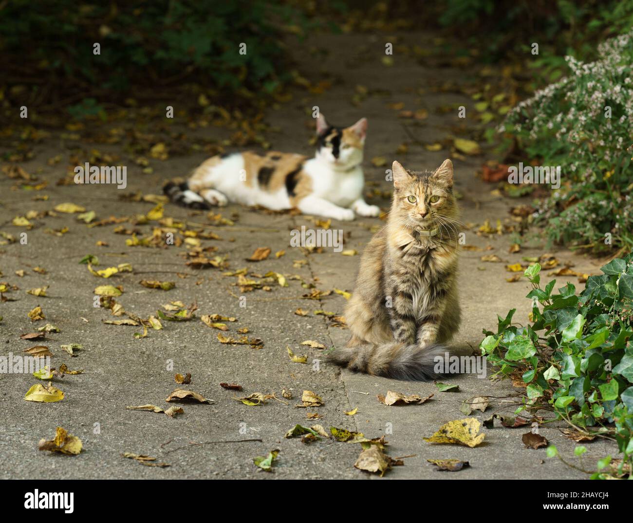 Cute cats lying among fallen leaves in a park Stock Photo - Alamy