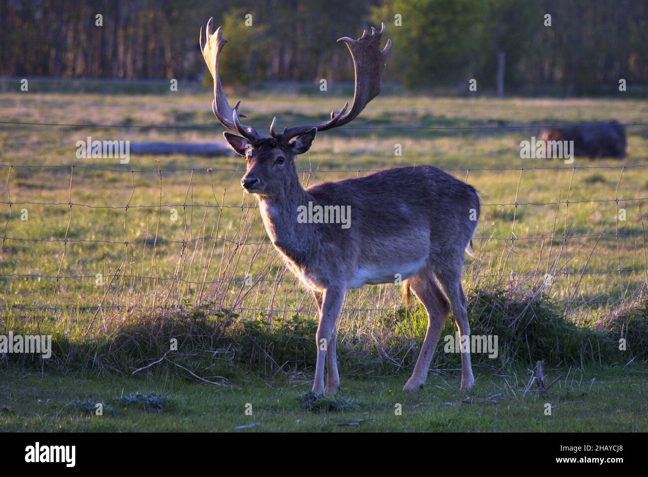 Shot of a wild reindeer in Copenhagen park in Denmark Stock Photo - Alamy