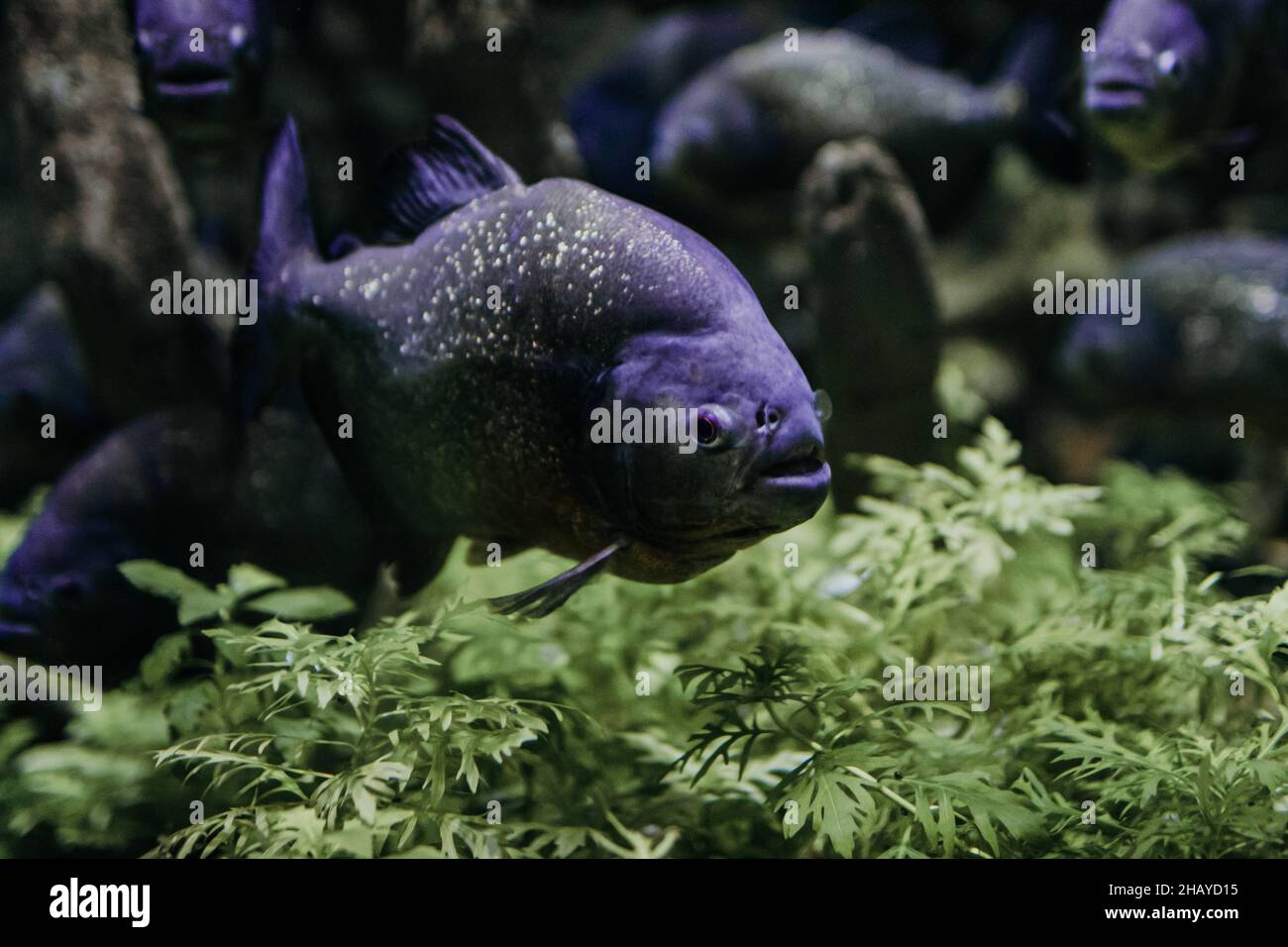 Beautiful aquarium fishes in the natural environment and surrounded by ...