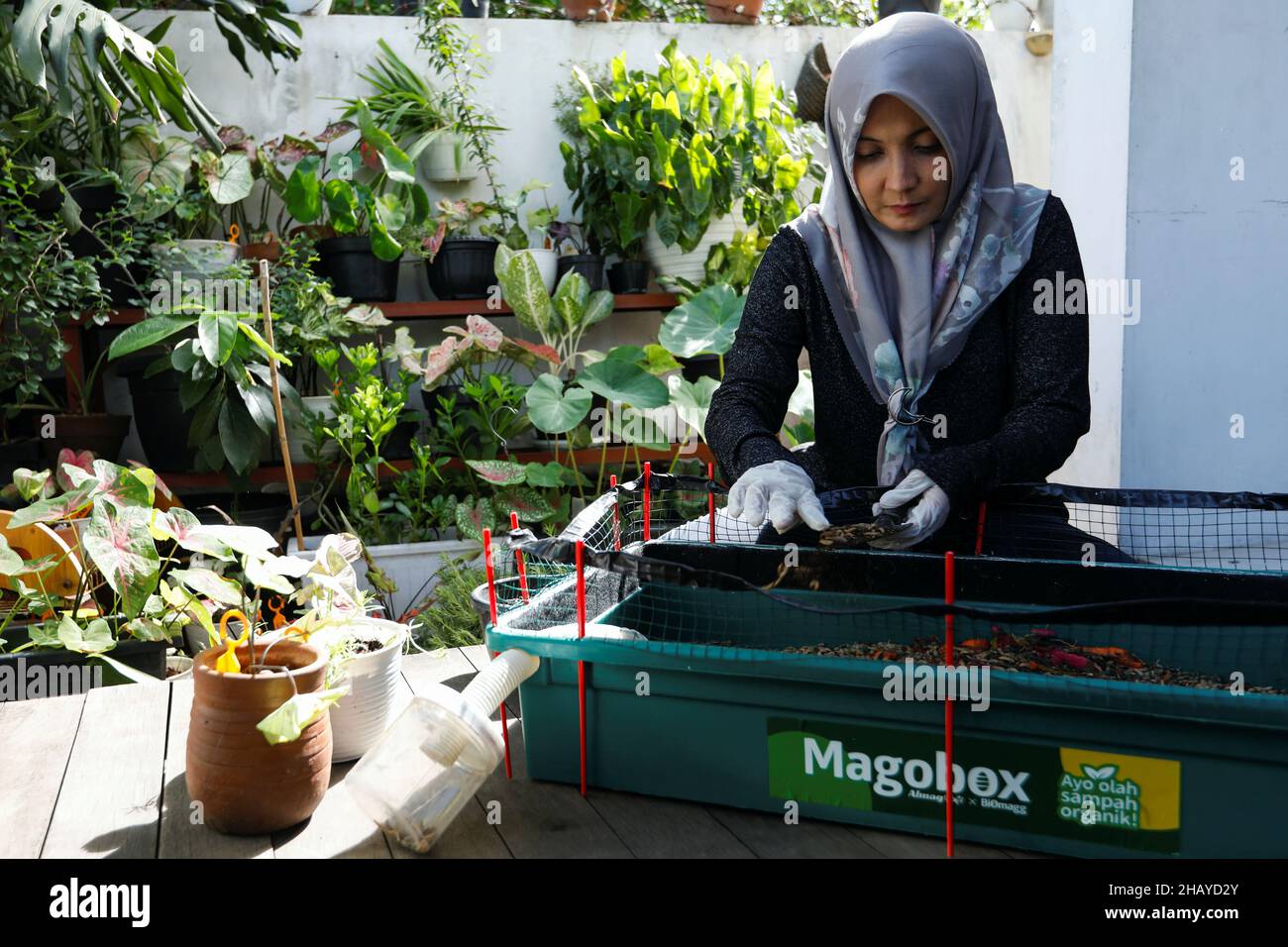 Dead maggots hi-res stock photography and images - Alamy