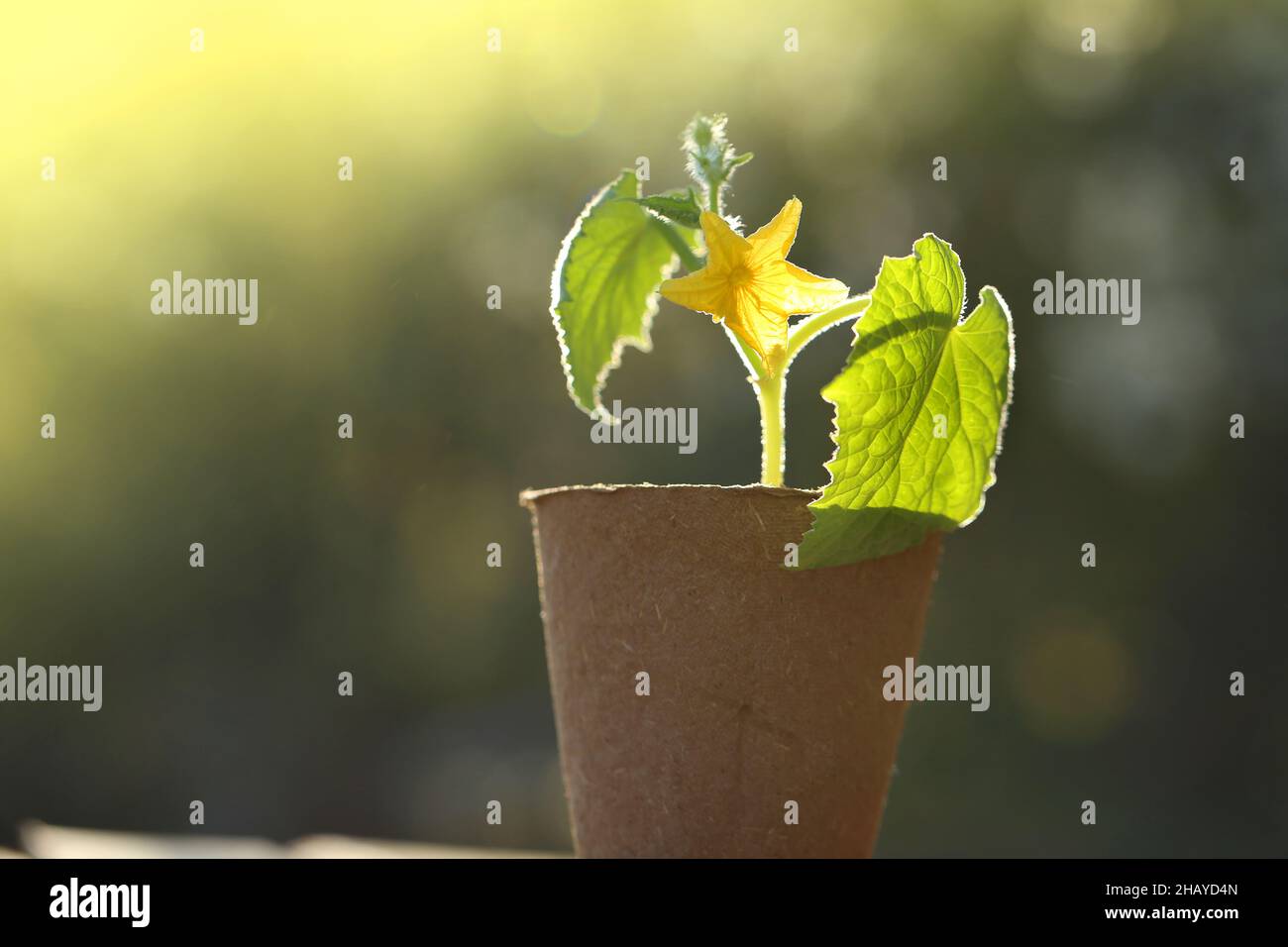 seedlings in peat cups on a table in the sun in a spring garden ...