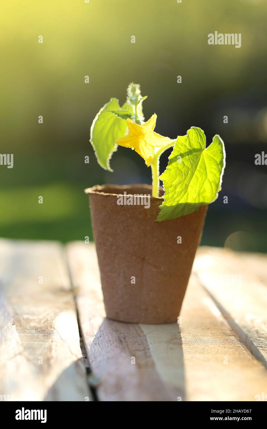 Green seedlings in peat cups in a spring garden.Saplings and planting ...