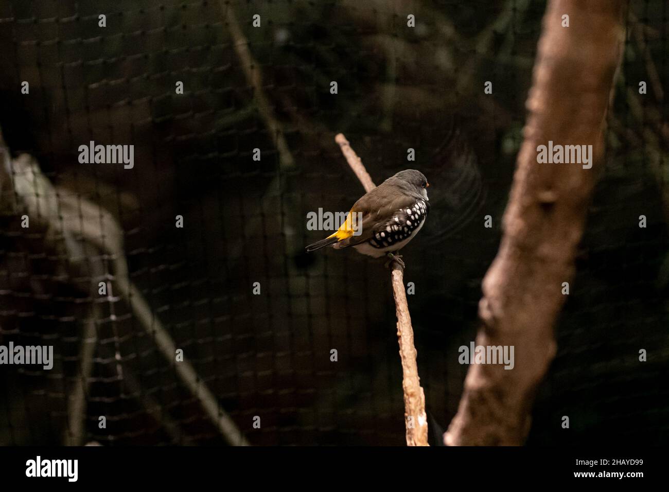 Small bird sitting on a tree at night and looking forward Stock Photo ...
