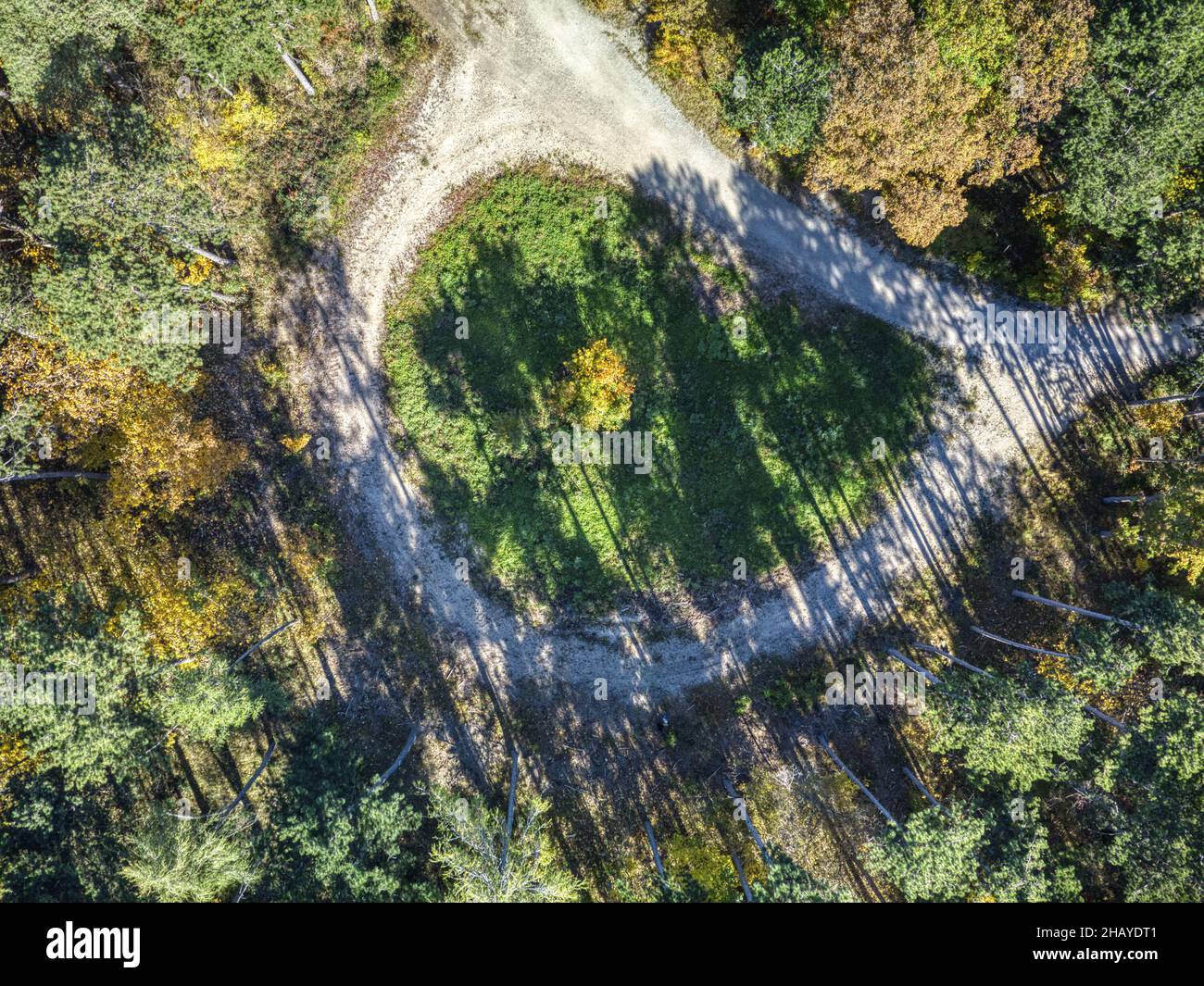 Aerial view of a tree circled by a path in the forest Stock Photo - Alamy
