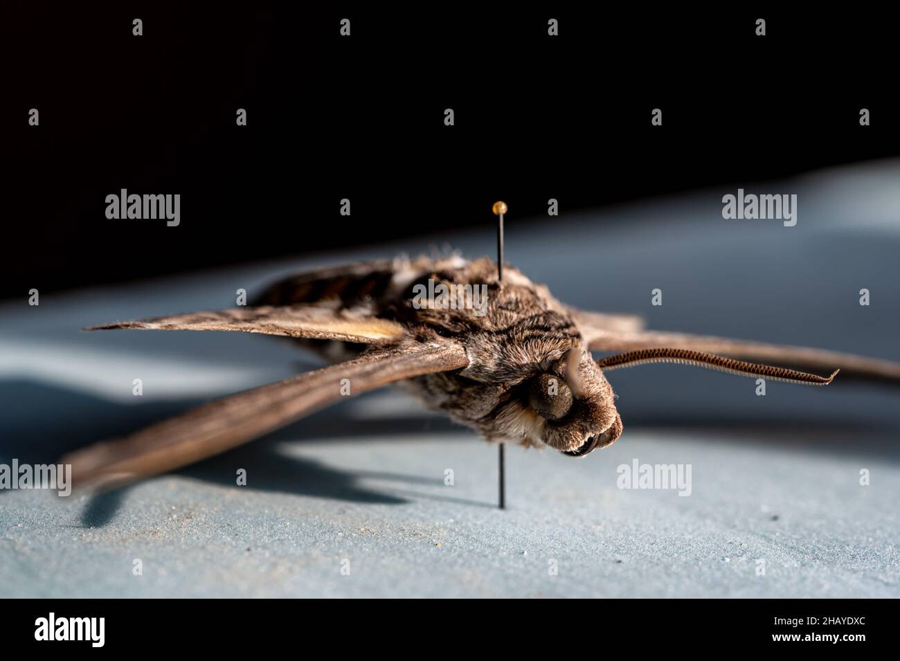 Macro with Selective focus on front of a pinned tomato hornworm moth ...