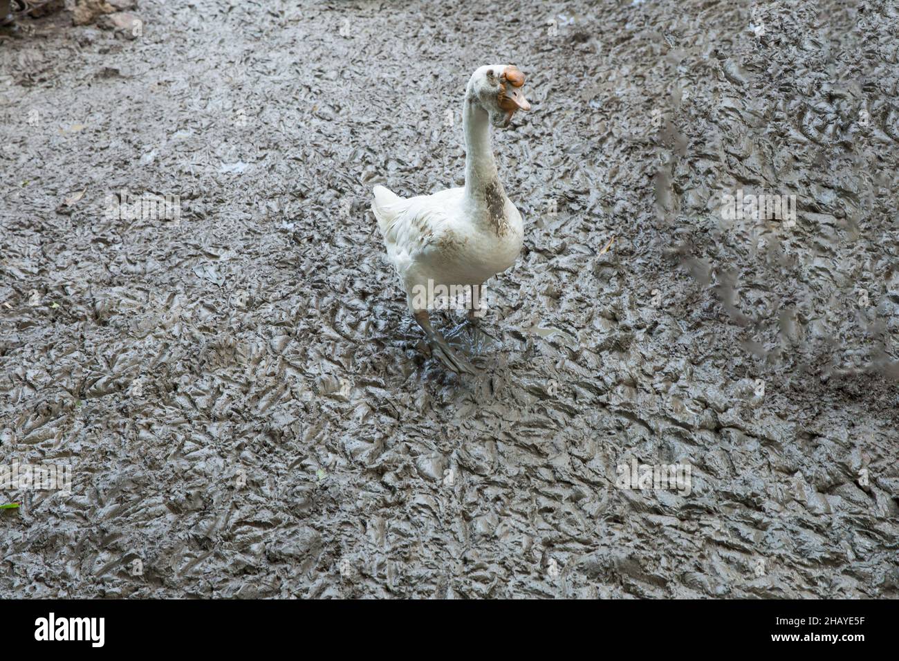 White goose walk in the Mud soil Stock Photo - Alamy