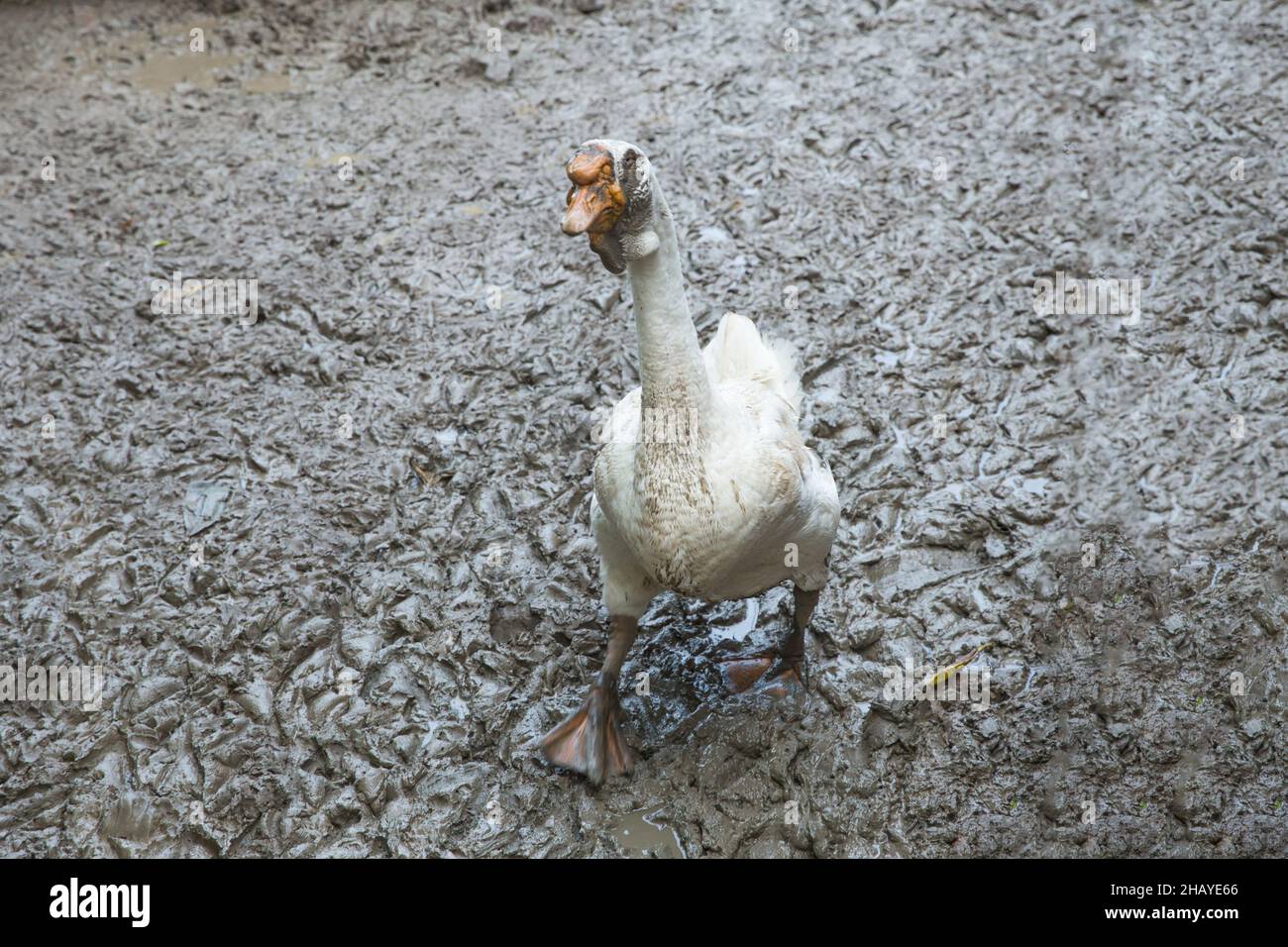 White goose walk in the Mud soil Stock Photo - Alamy