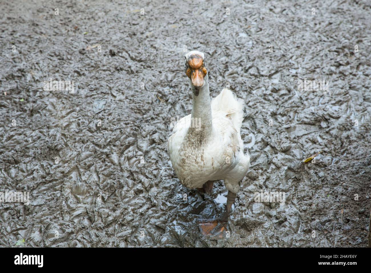 White goose walk in the Mud soil Stock Photo - Alamy