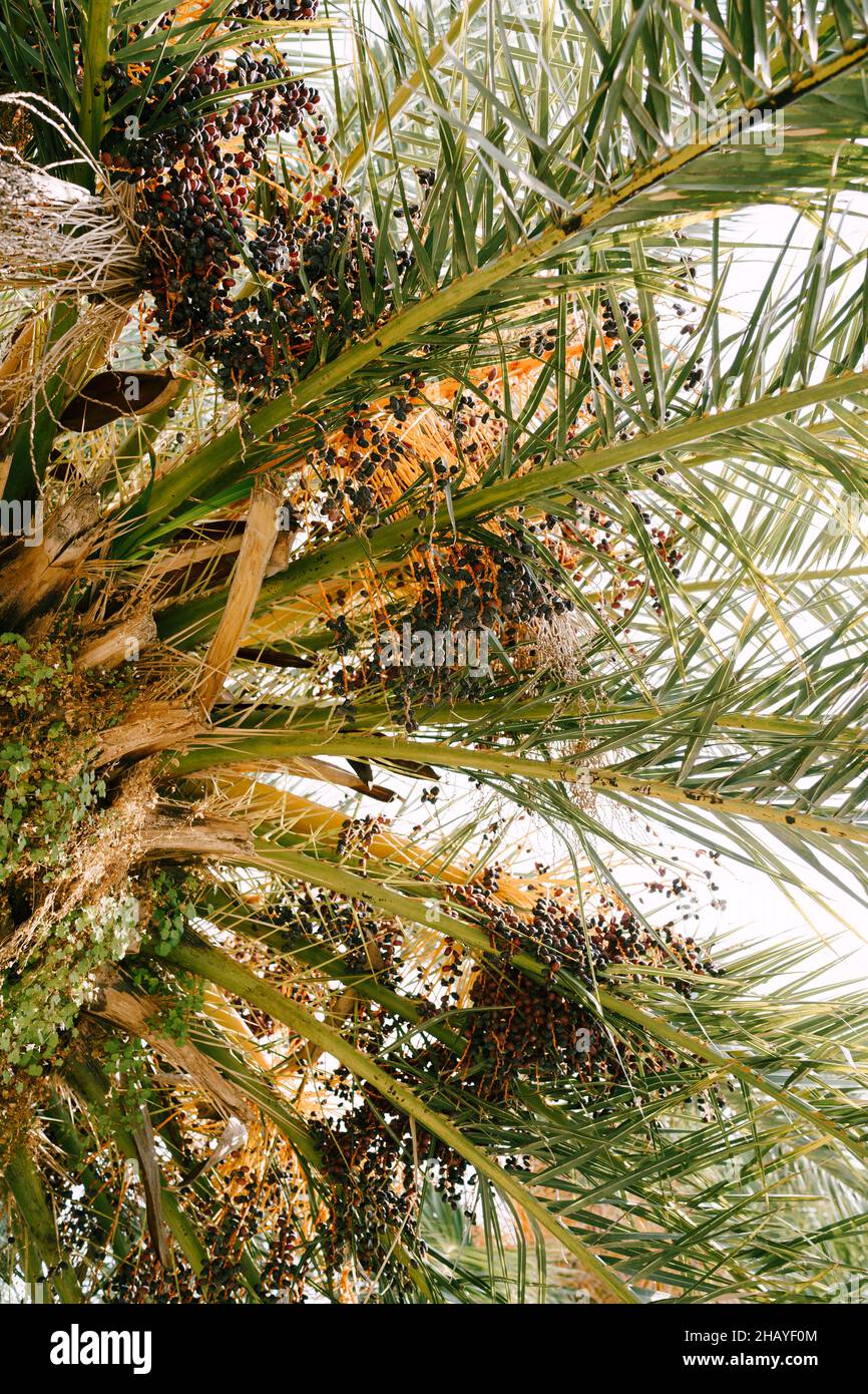 Ripe palm fruits hi-res stock photography and images - Alamy