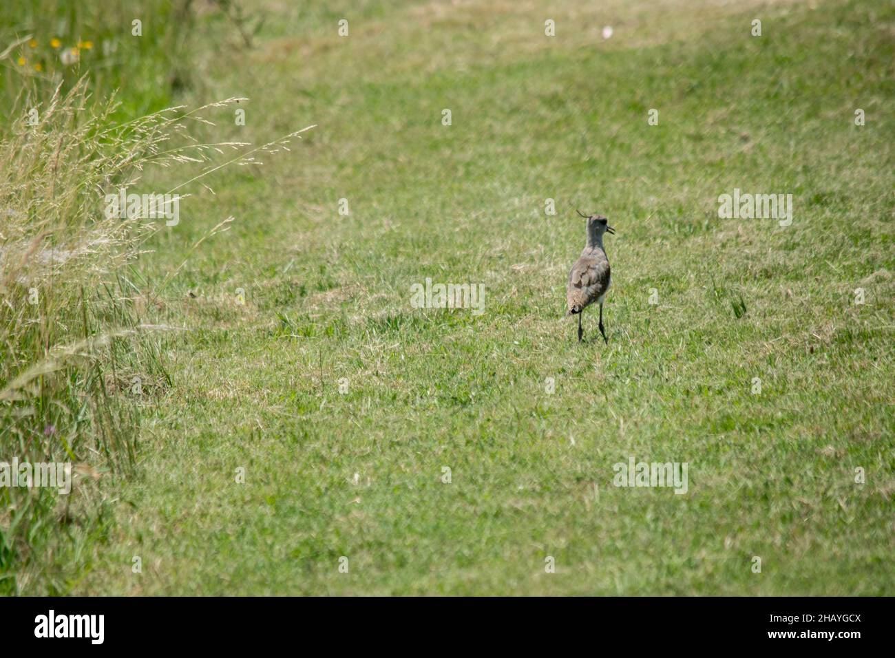 Portrait of a Vanellus chilensis Stock Photo - Alamy
