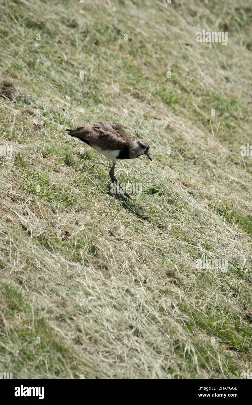 Portrait of a Vanellus chilensis Stock Photo - Alamy