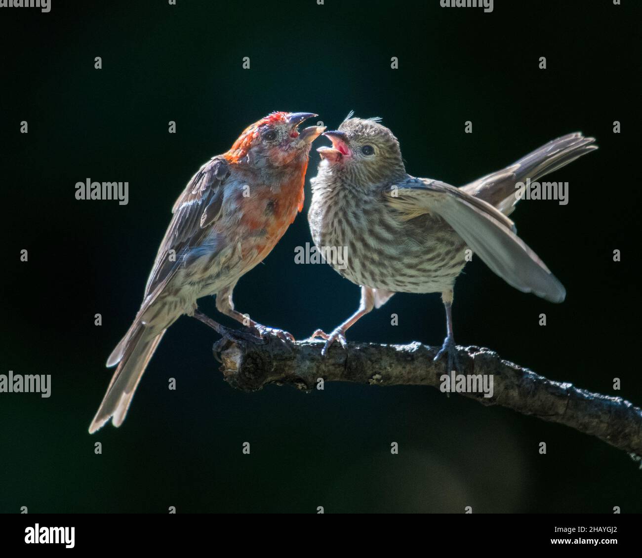 Female Finch feeding her chick, British Columbia, Canada Stock Photo ...