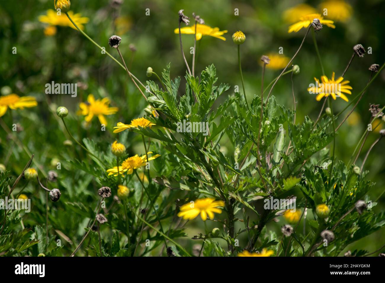 yellow daisy in the field Stock Photo - Alamy