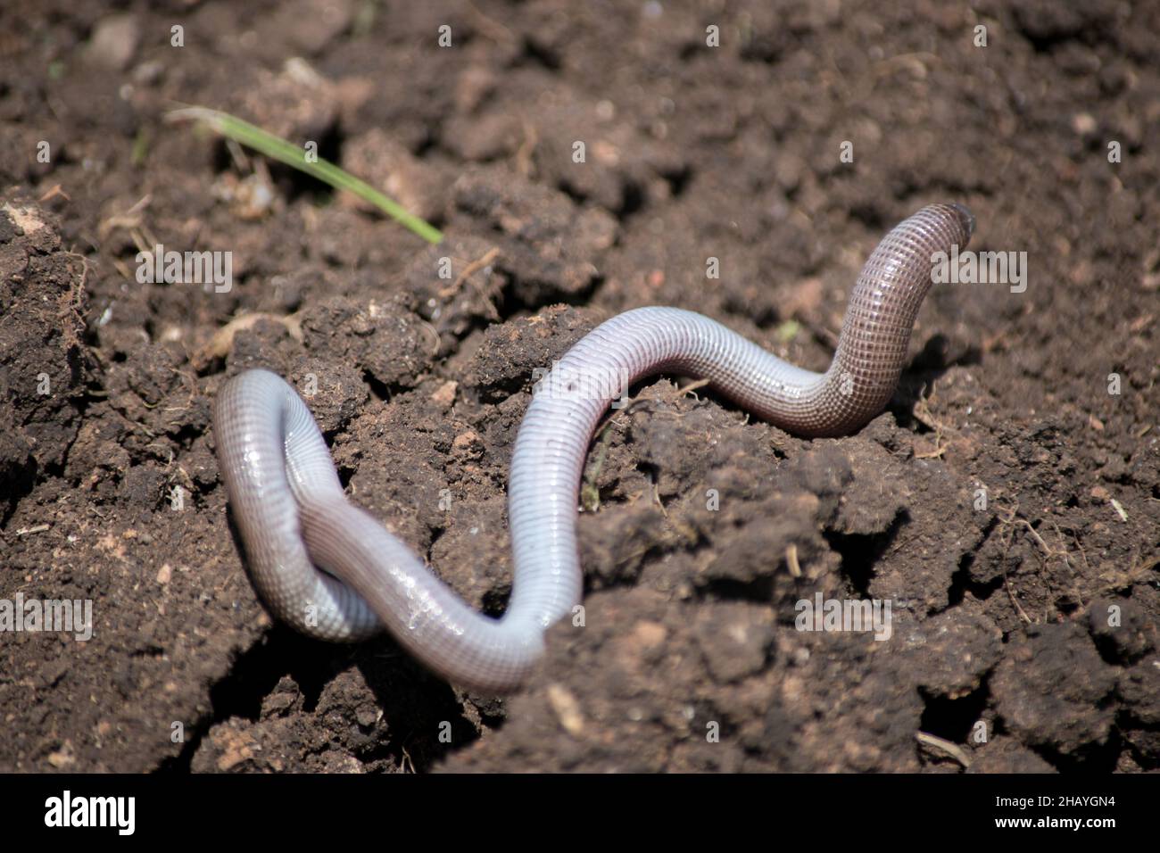 Close-up of a ground viper Stock Photo - Alamy