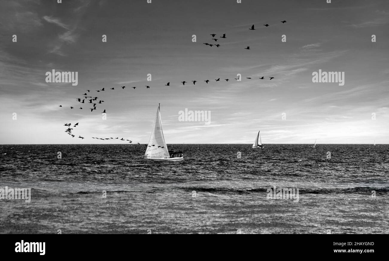 The birds and the sail - outdoor scene on the lake Ontario with cloudy ...