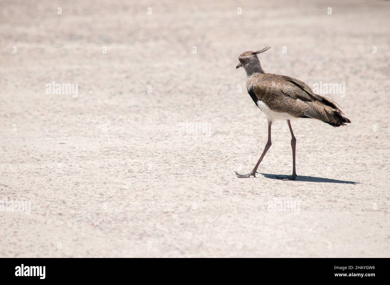 Tero tero hi-res stock photography and images - Alamy