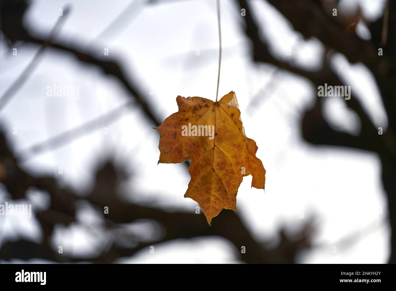 Selective focus shot of a gorgeous autumn orange leaf on the tree in ...