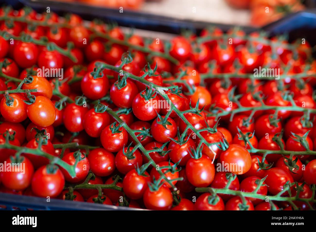 Fresh red Cherry tomatoes Stock Photo - Alamy
