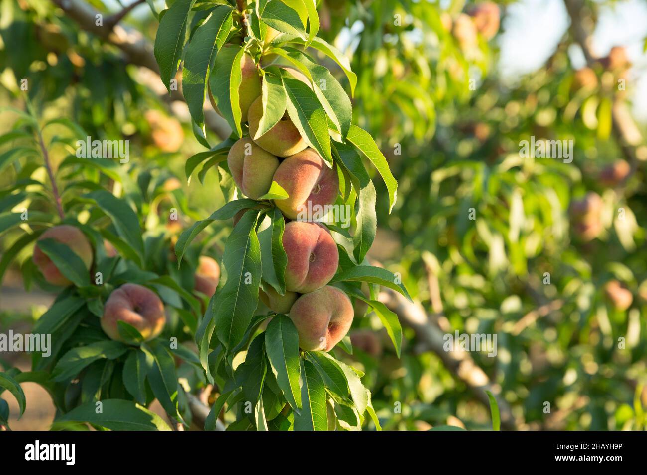 Peach fields hi-res stock photography and images - Alamy