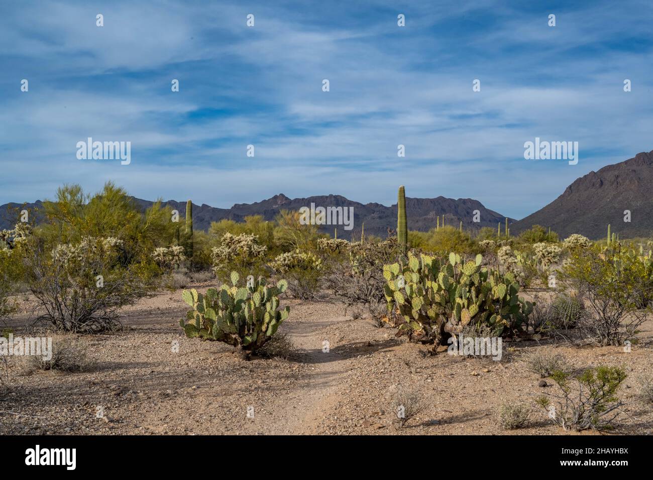 A beautiful overlooking view of nature in Tucson, Arizona Stock Photo ...