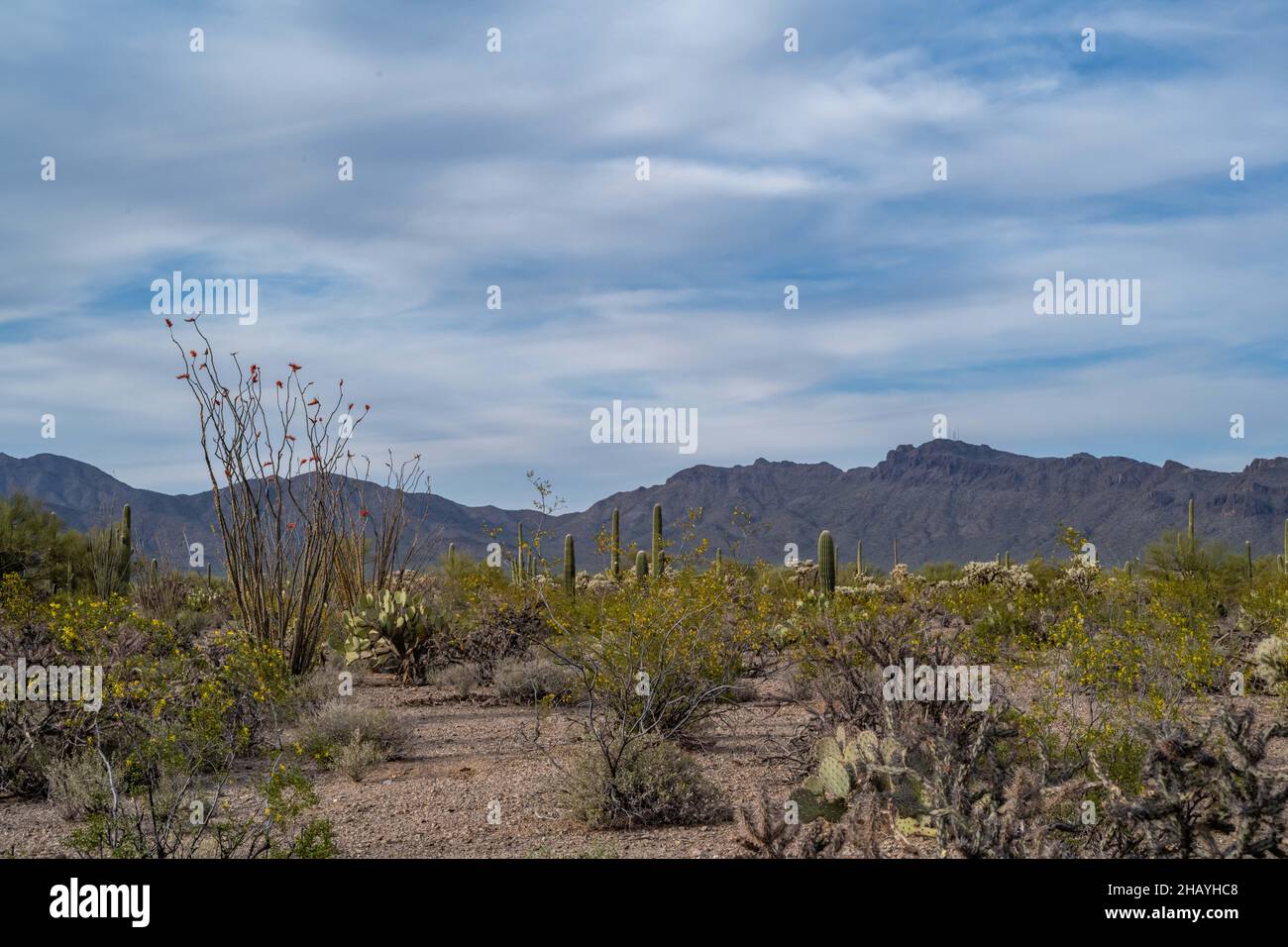 A beautiful overlooking view of nature in Tucson, Arizona Stock Photo ...