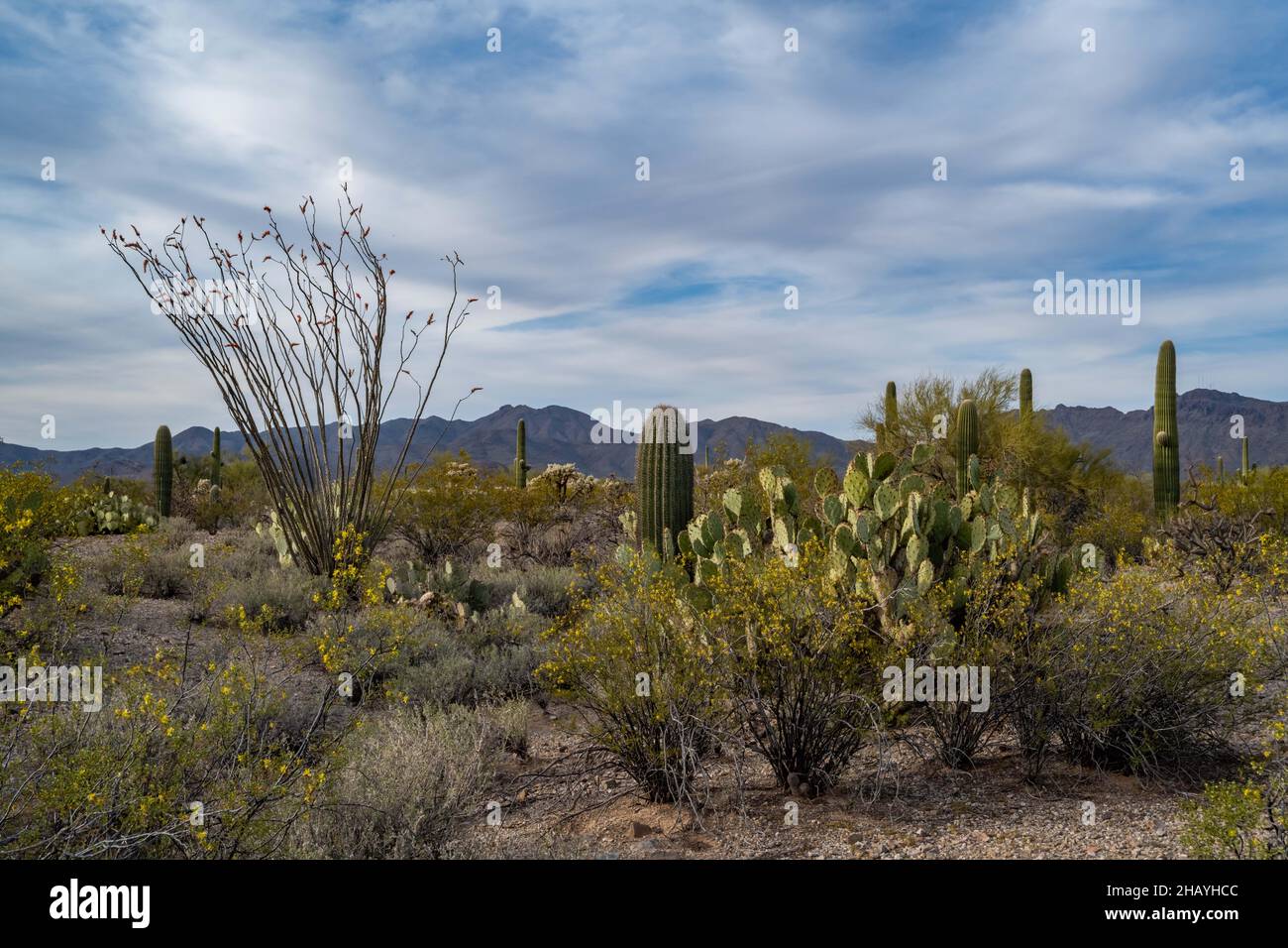 A beautiful overlooking view of nature in Tucson, Arizona Stock Photo ...