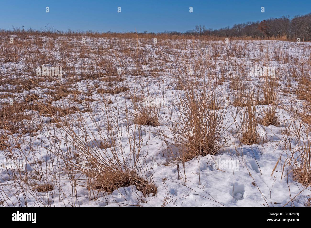 Prairie Grasses Amidst the Snow in Crab Tree Nature Preserve in ...