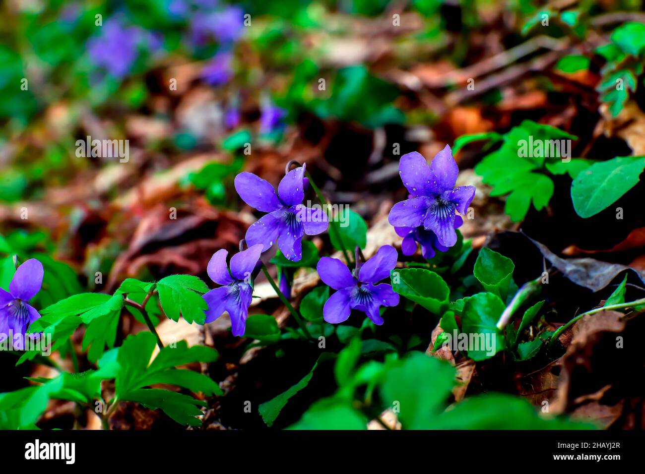 Blue Flowers of the heath violet or heath dog violet - Viola canina ...