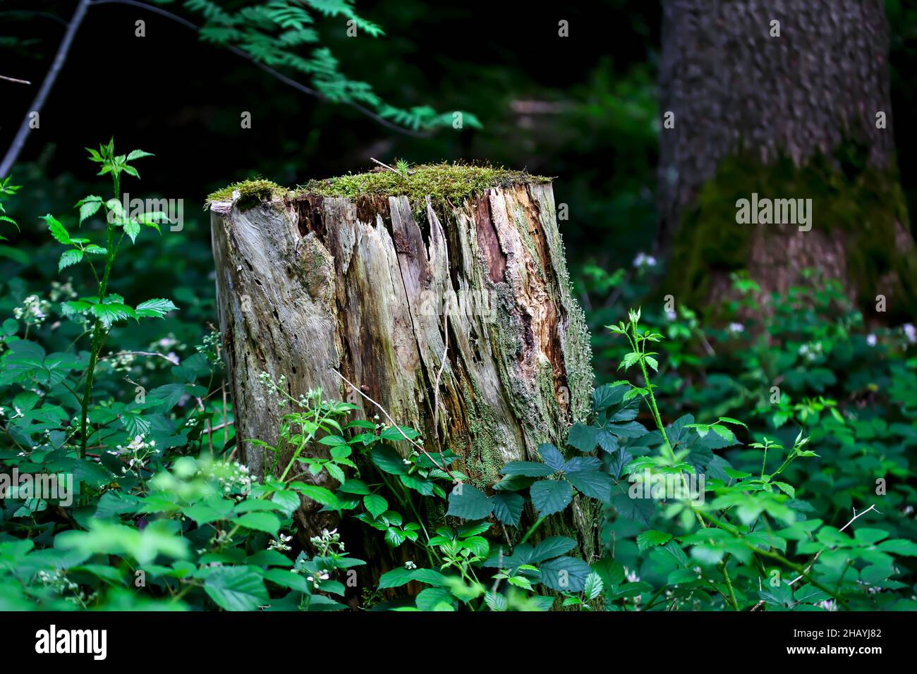 Tree stump after cutting a tree. Tree stumps play an important role in ...
