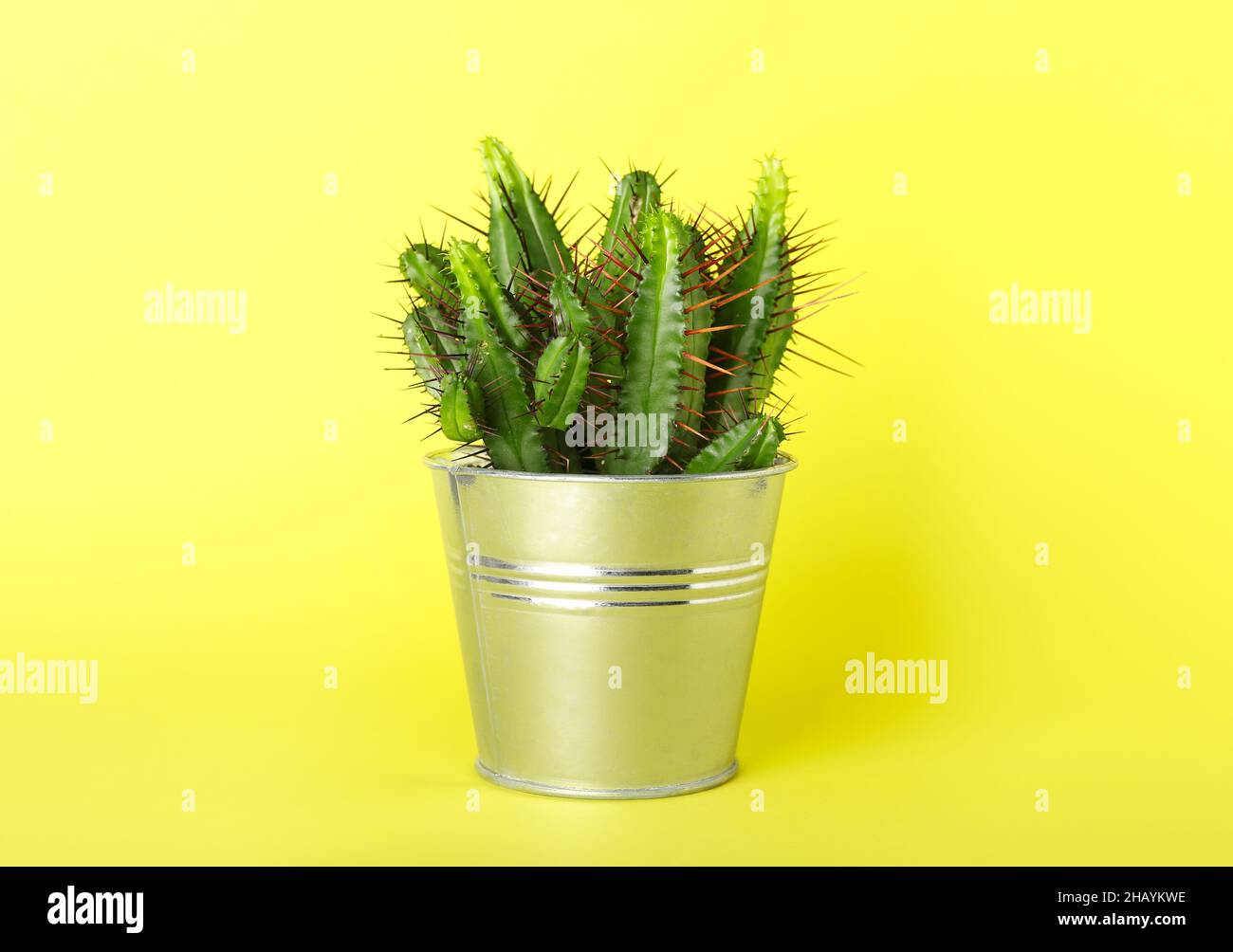 Fresh cactus on color background Stock Photo - Alamy