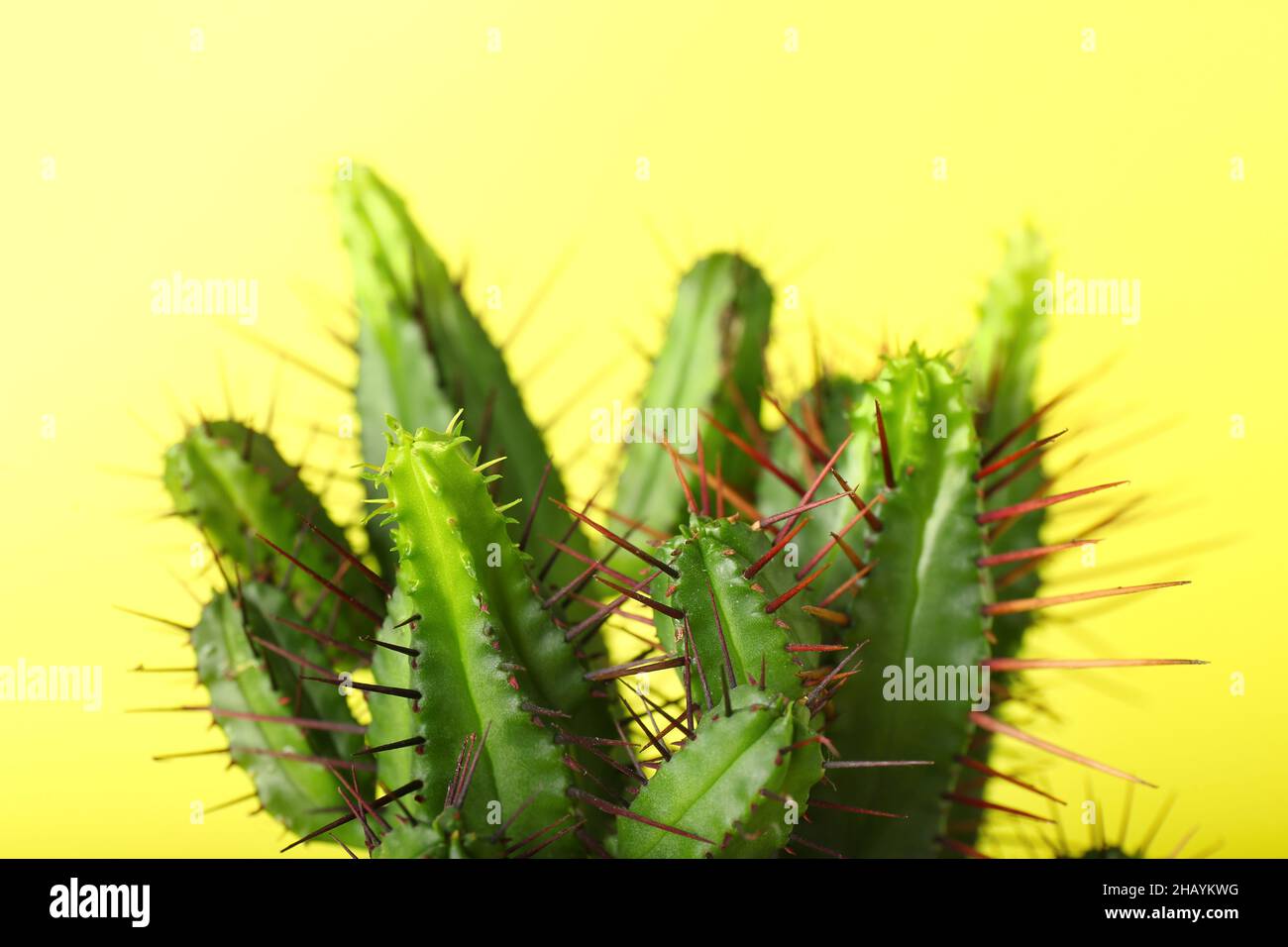 Fresh cactus on color background, closeup Stock Photo - Alamy