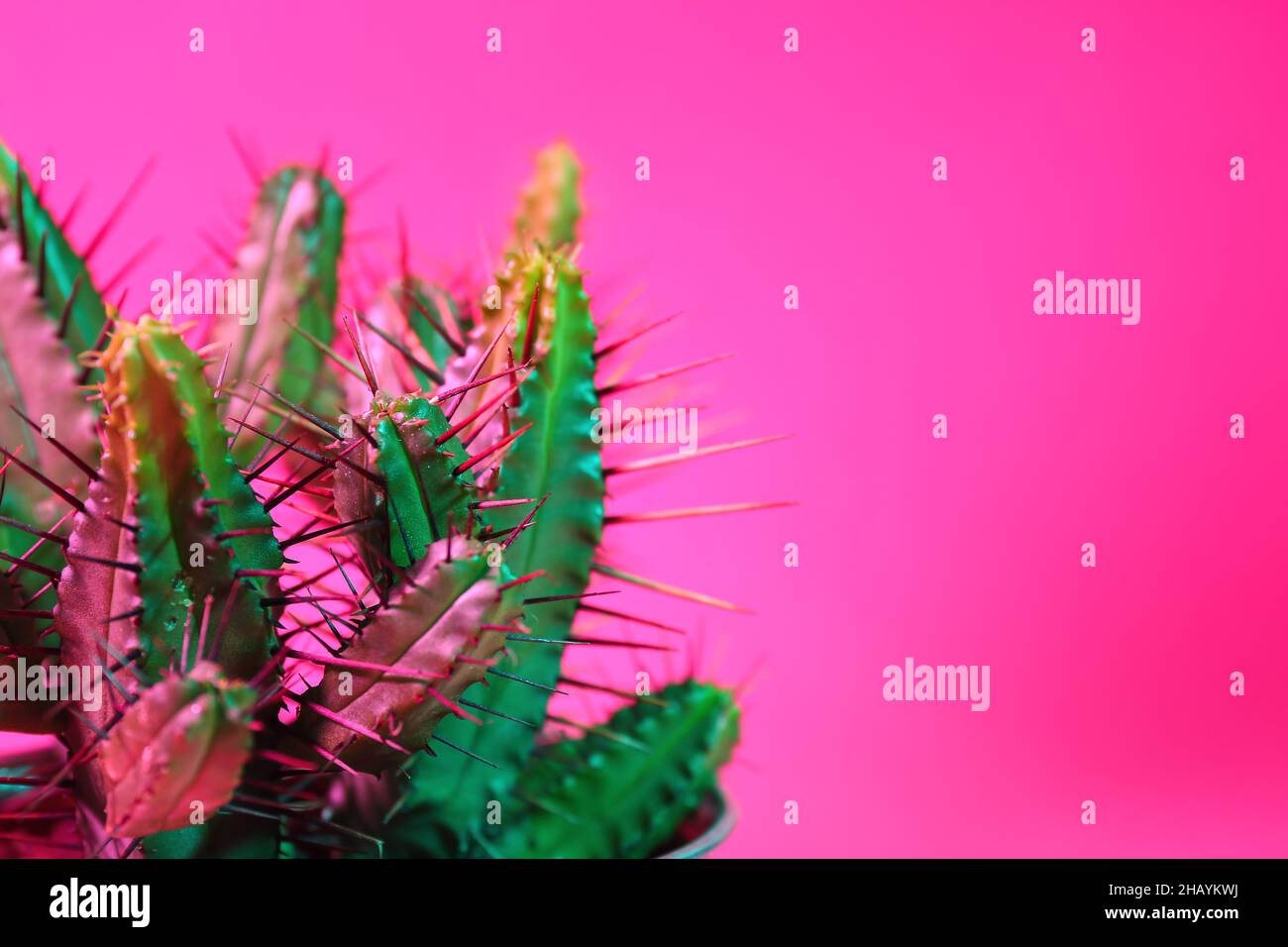 Fresh cactus on color background, closeup Stock Photo - Alamy