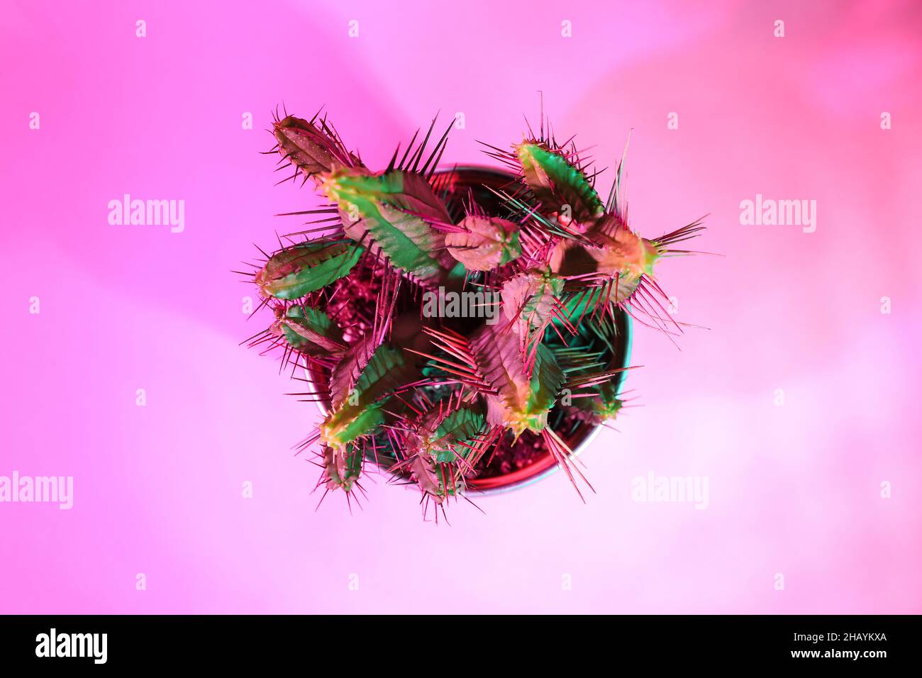 Fresh cactus on color background Stock Photo - Alamy