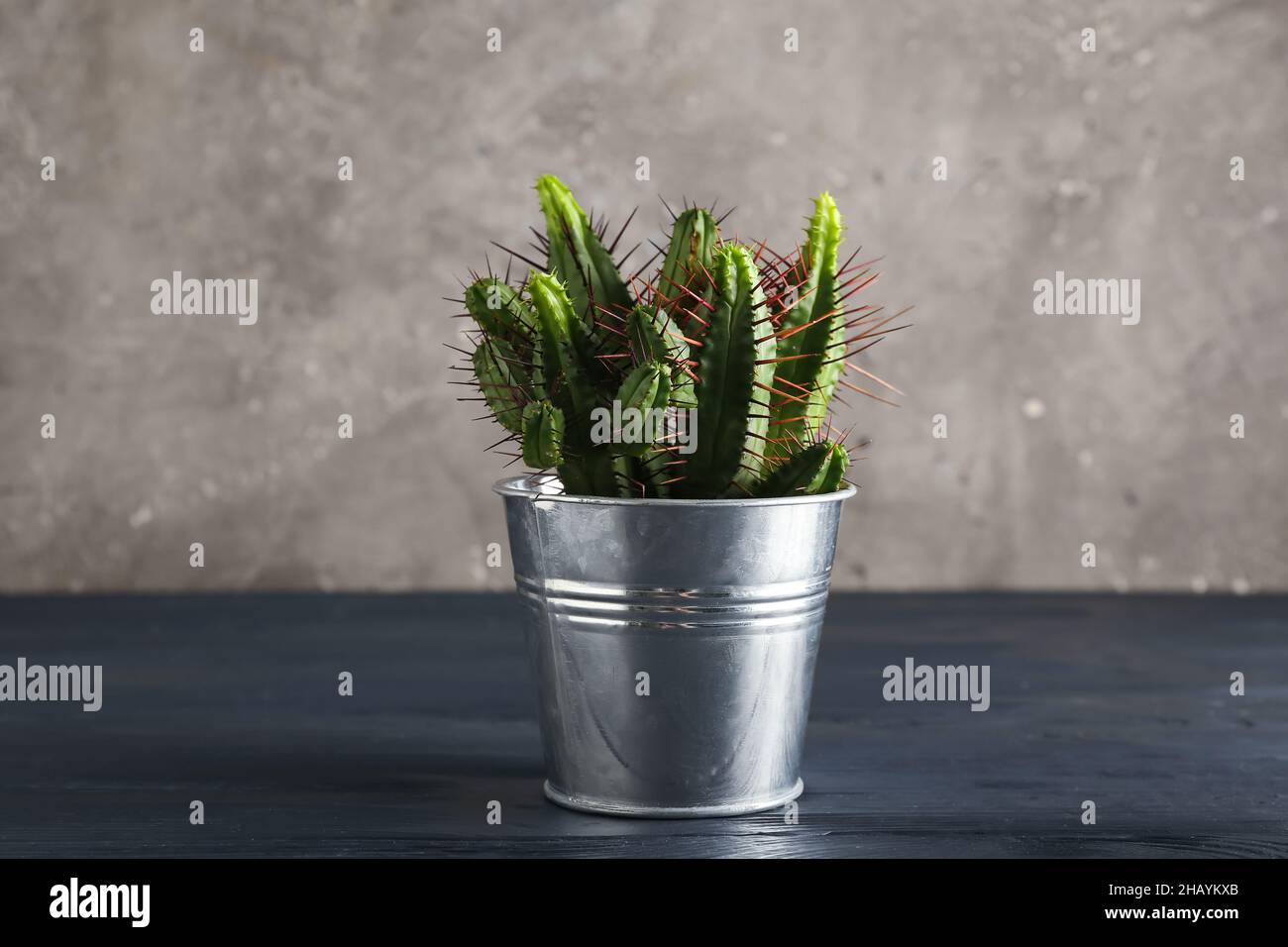 Fresh cactus on grunge background Stock Photo - Alamy