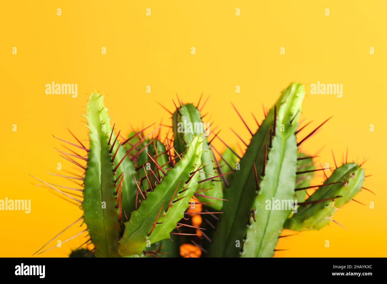 Fresh cactus on color background, closeup Stock Photo - Alamy