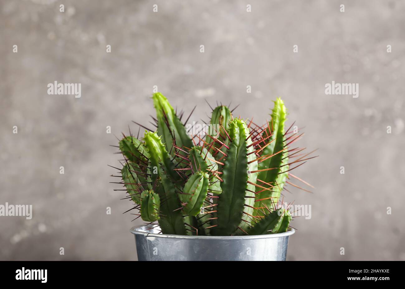 Fresh cactus on grunge background Stock Photo - Alamy
