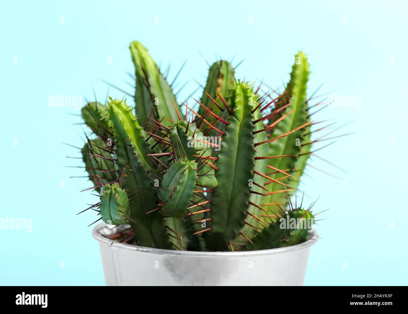 Fresh cactus on color background, closeup Stock Photo - Alamy