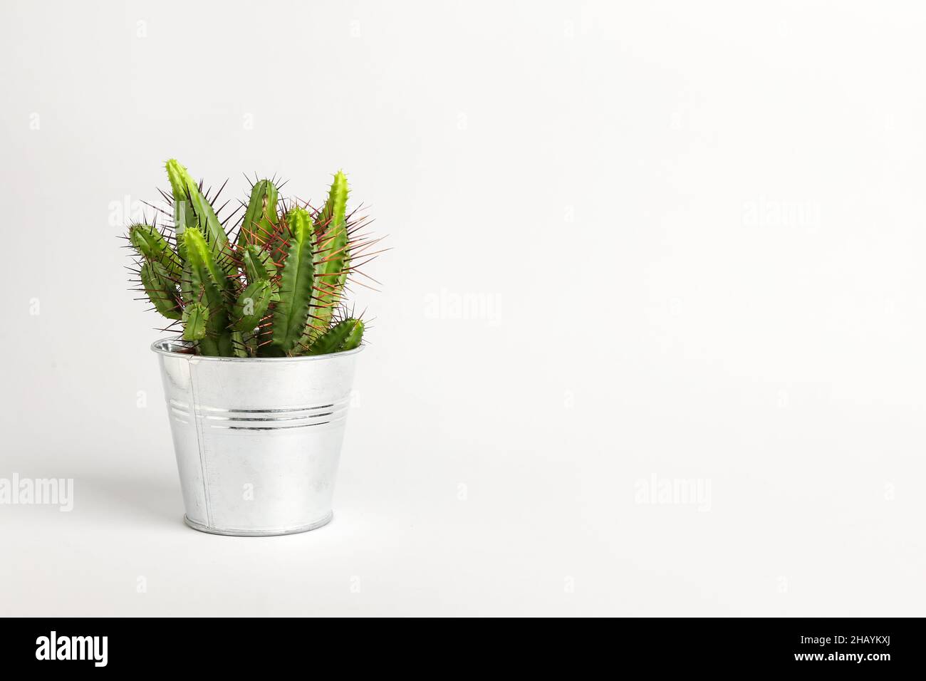 Fresh cactus on white background Stock Photo - Alamy