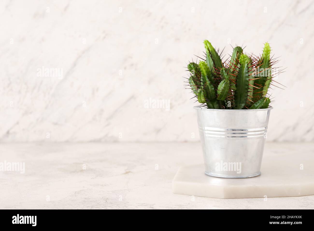 Fresh cactus on white background Stock Photo - Alamy