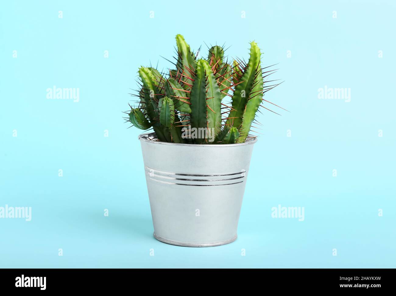 Fresh cactus on color background Stock Photo - Alamy