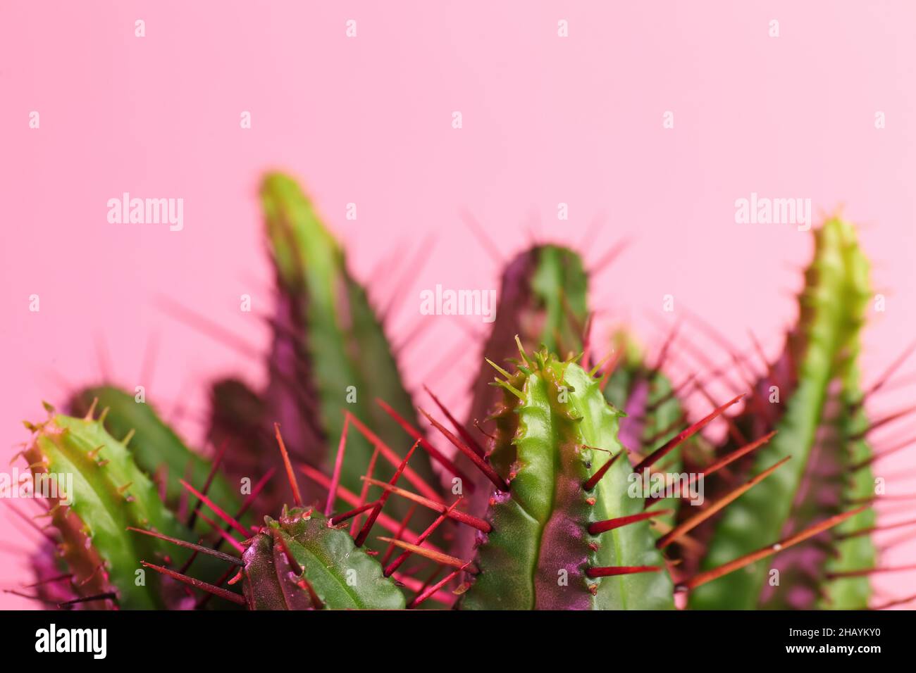 Fresh cactus on color background, closeup Stock Photo - Alamy