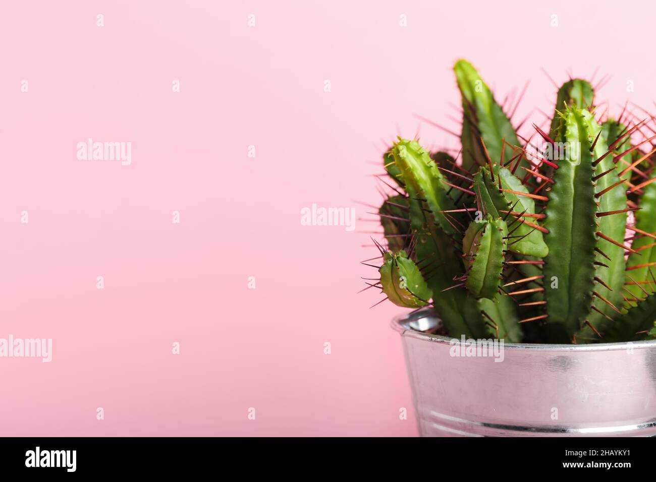 Fresh cactus on color background Stock Photo - Alamy