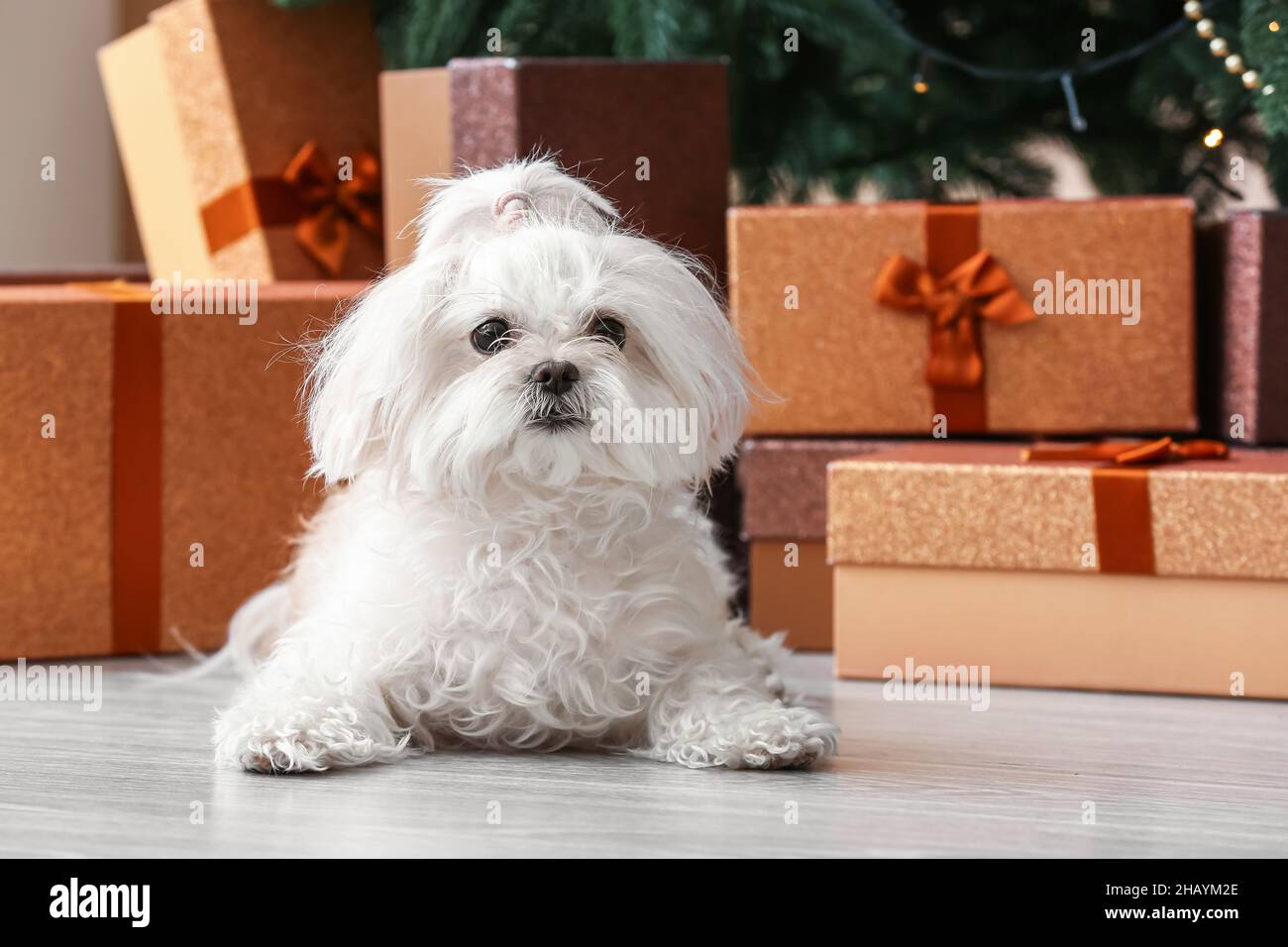 Adorable funny dog with gifts at home on Christmas eve Stock Photo - Alamy