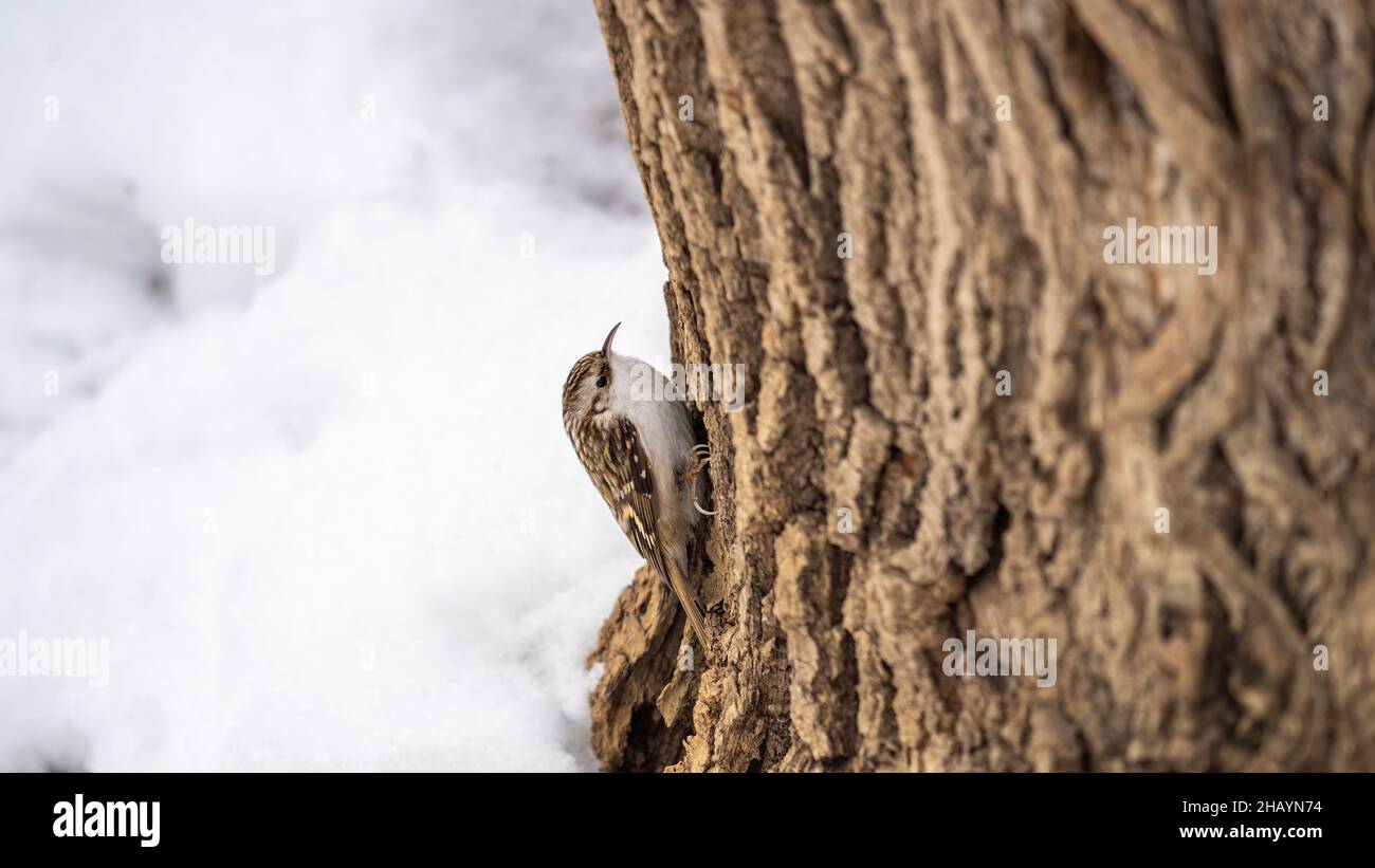 Little bird Eurasian treecreeper crawling on a tree. Cute interesting ...