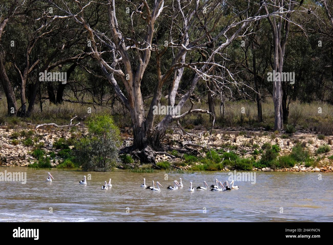 Pelicans near Lock 2 gates on the River Murray at Qualco in the ...