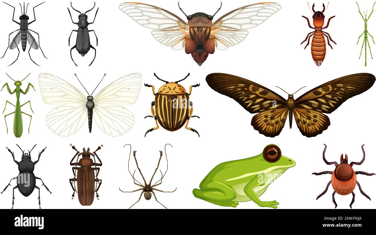 Different insects collection isolated on white background illustration ...