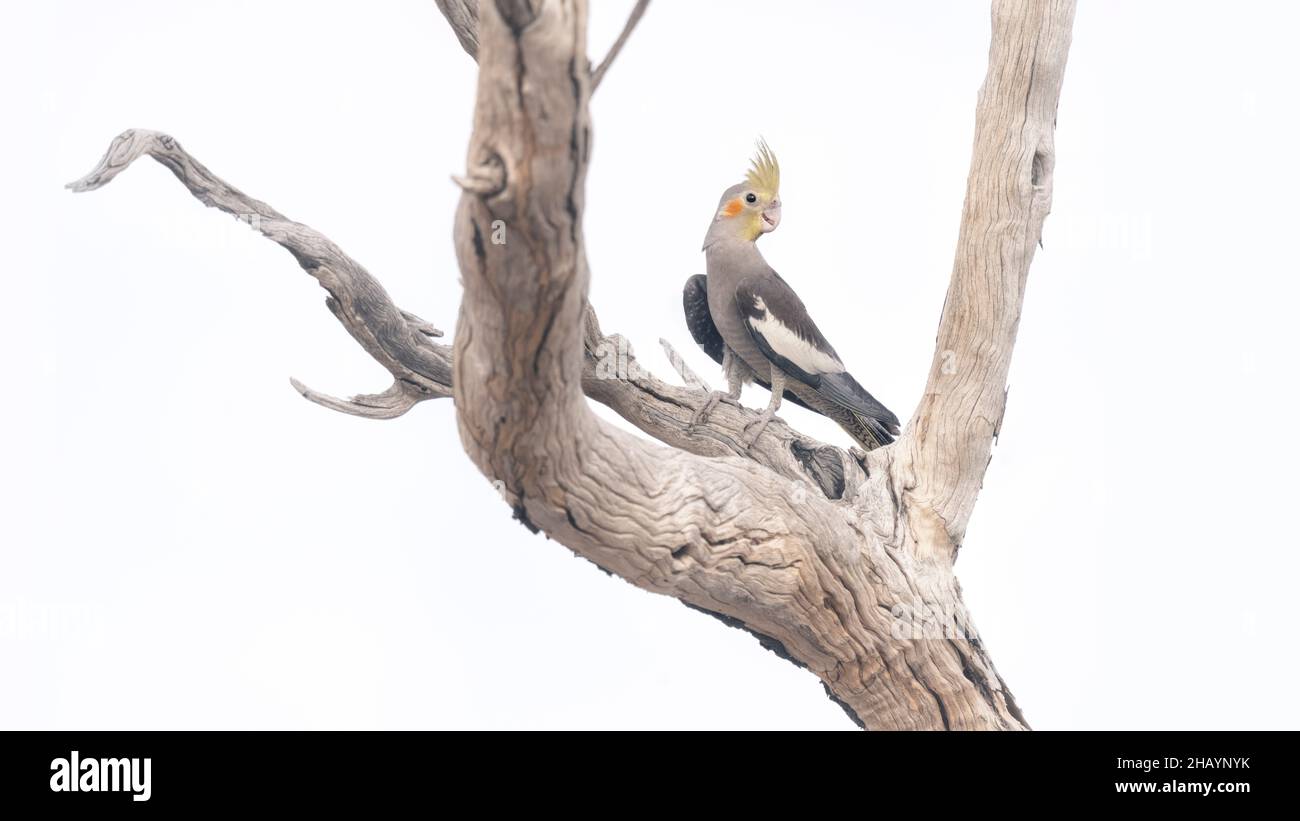 Dead tree australia hi-res stock photography and images - Alamy