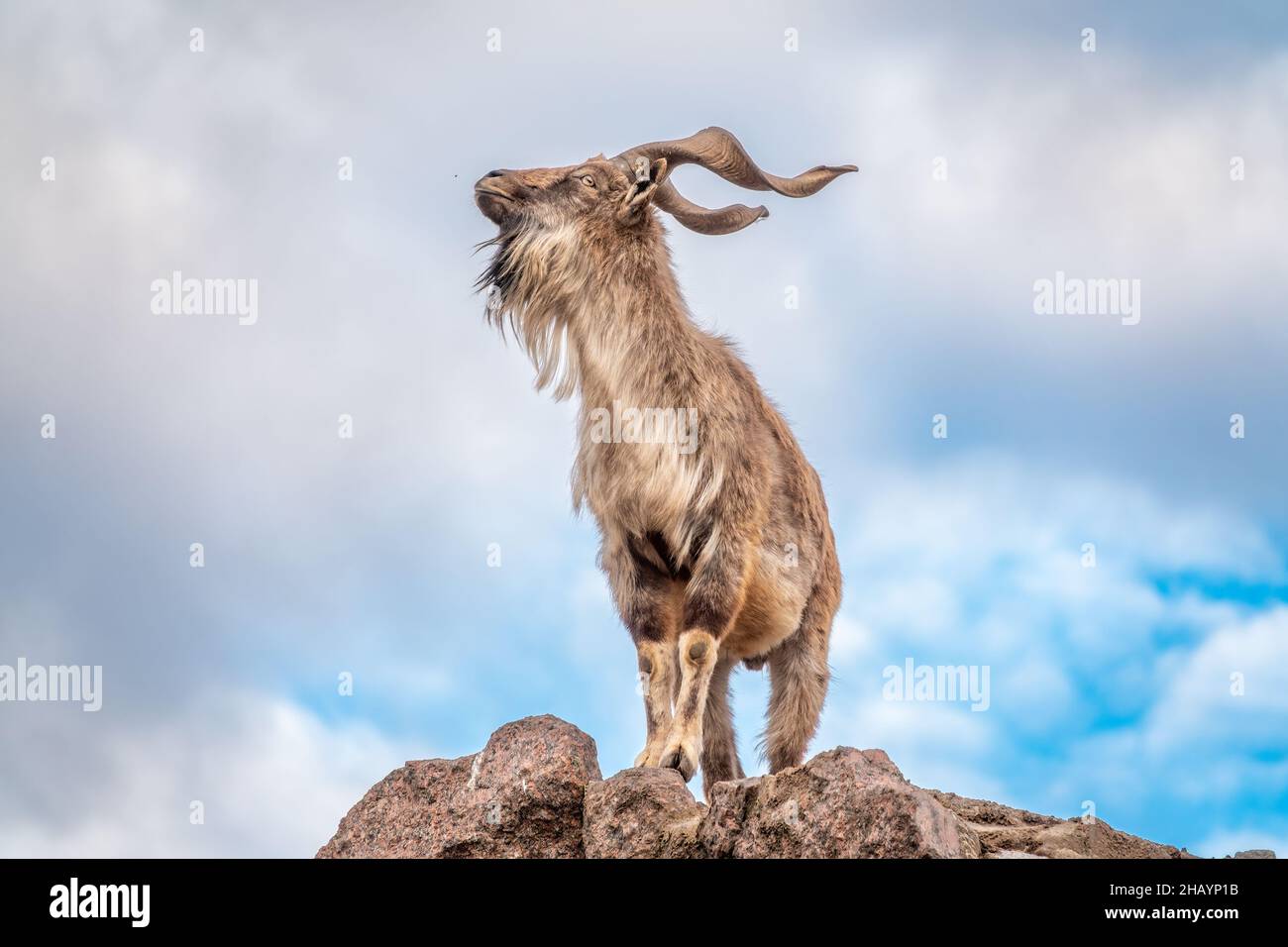 Markhor, Capra falconeri, wild goat native to Central Asia, Karakoram ...